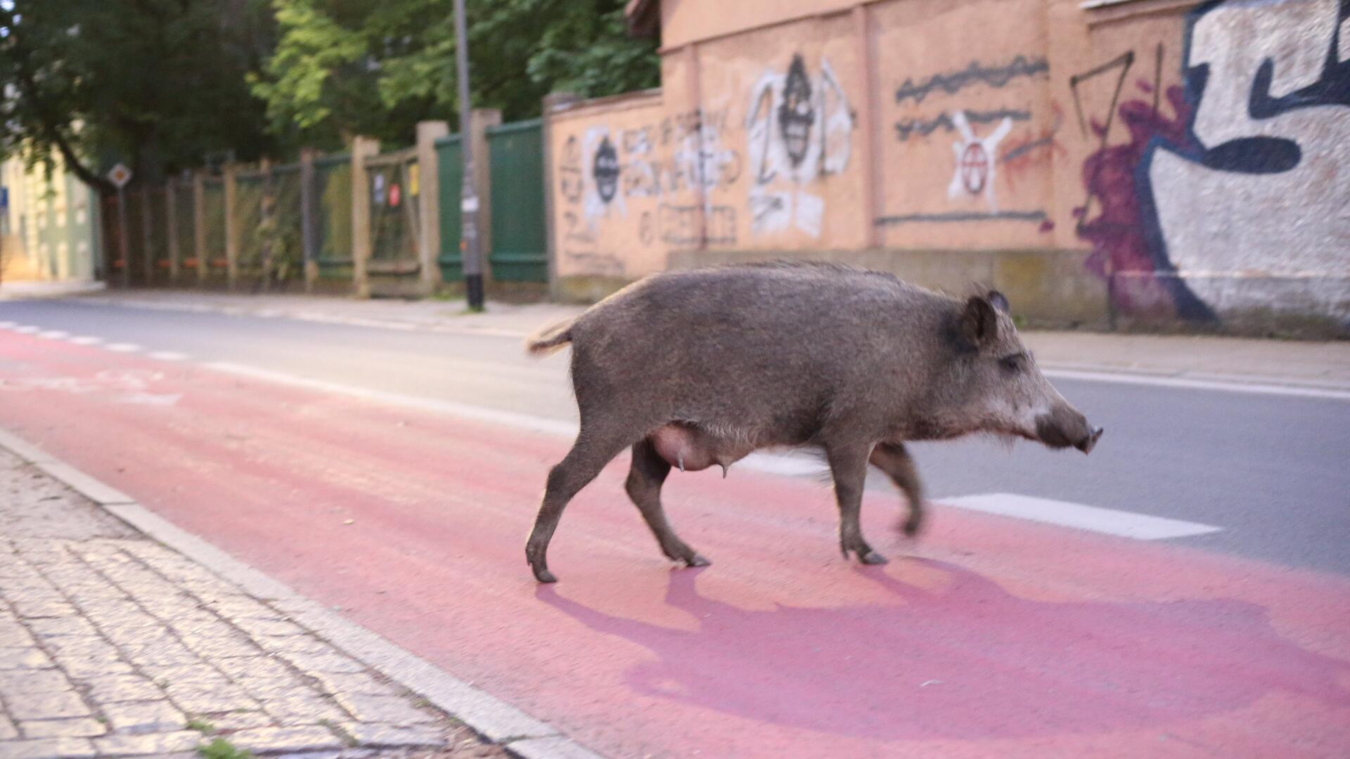 Aplikacja pomaga oznaczać dziki i zaginione zwierzęta. Zwierz już ...