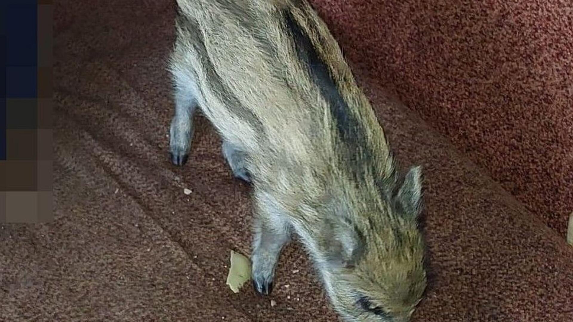 Mały dzik w mieszkaniu w bloku. Opiekun Bohunka może mieć poważne ...
